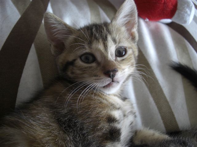 ちばわんホームページ