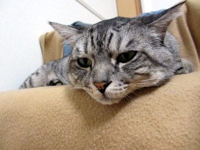 ちばわんホームページ