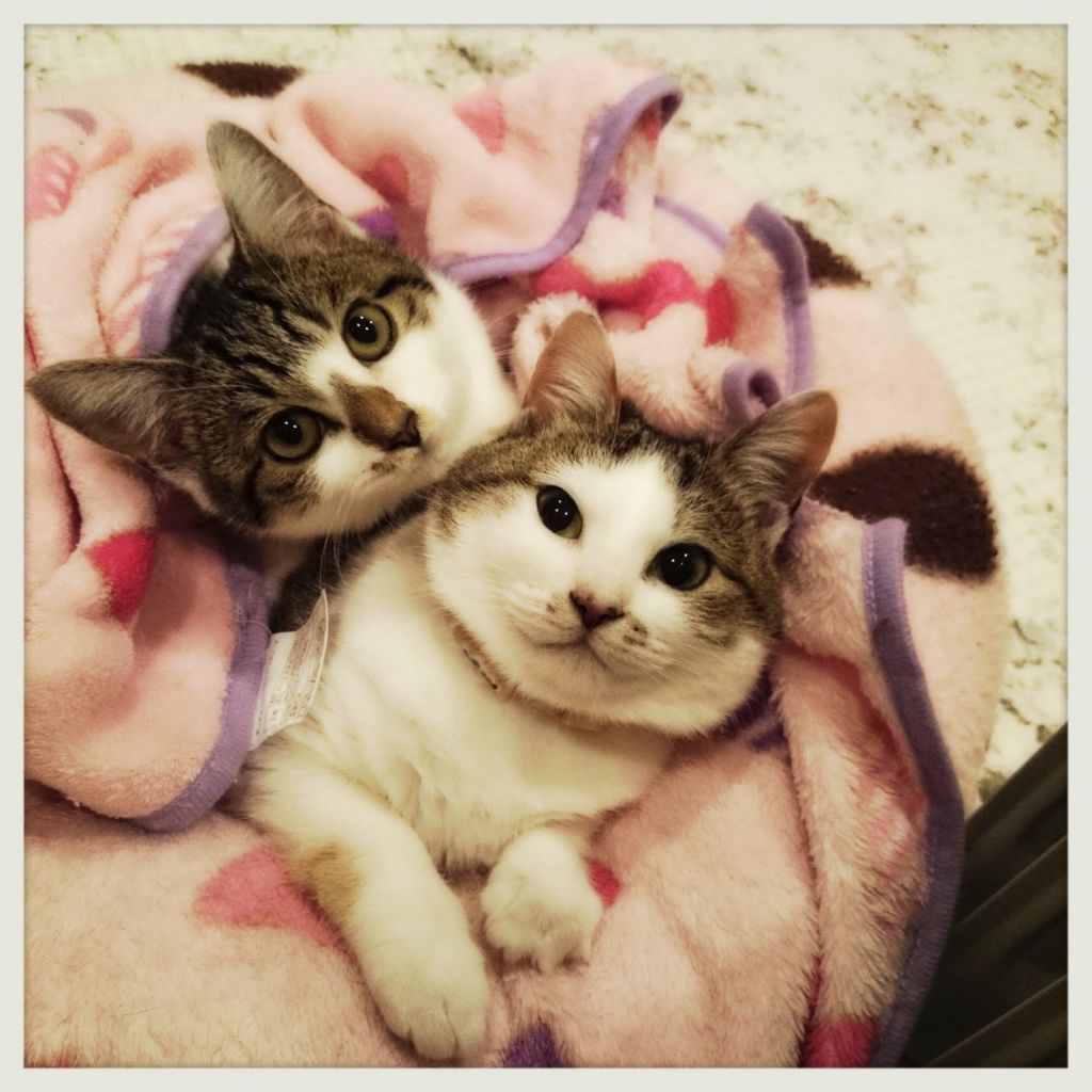 ちばわんホームページ