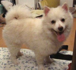 ちばわんホームページ