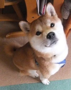 保護された犬猫の家族探し 殺処分ゼロを目指して│ちばわん