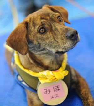 保護された犬猫の家族探し 殺処分ゼロを目指して│ちばわん