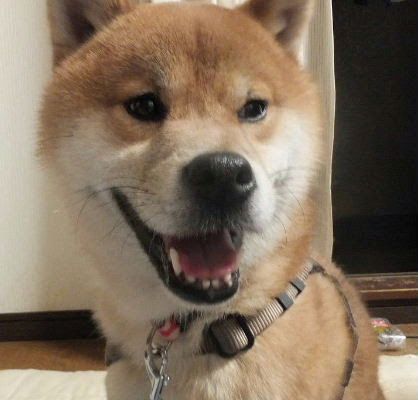 保護された犬猫の家族探し 殺処分ゼロを目指して│ちばわん