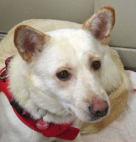 ちばわんホームページ