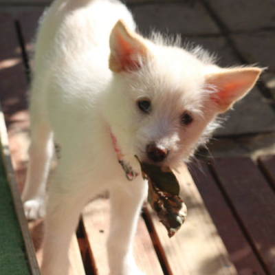 ちばわんホームページ